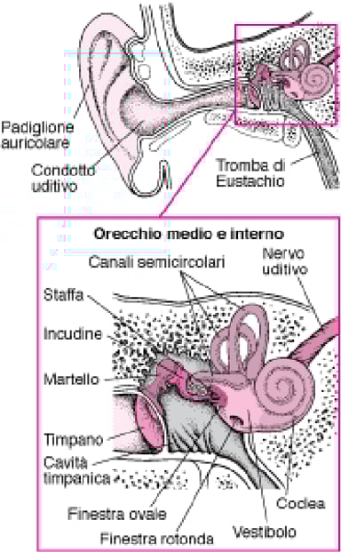 Mal d’orecchi - Problemi di orecchie, naso e gola - Manuale MSD ...