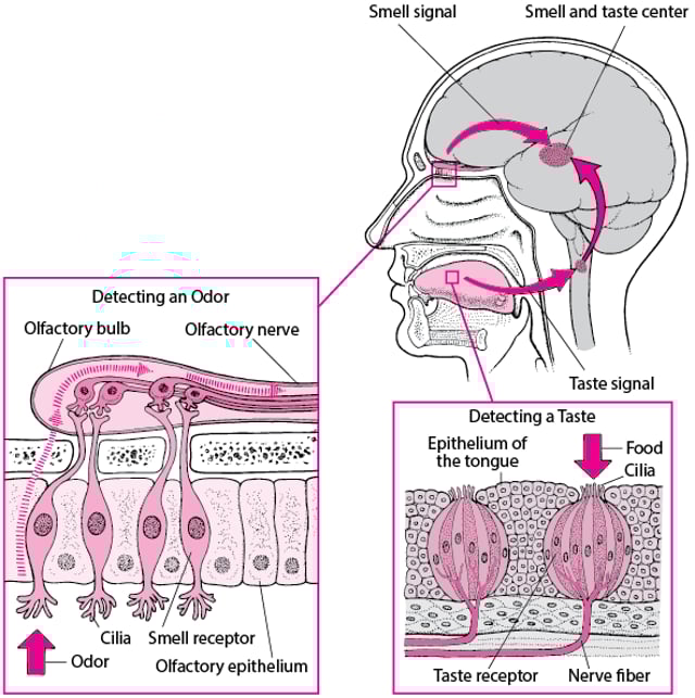 Overview of Smell and Taste Disorders - Ear, Nose, and Throat Disorders ...
