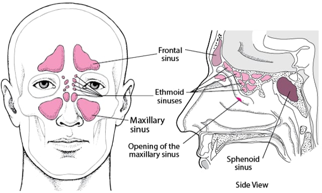Nose and Sinuses - Ear, Nose, and Throat Disorders - MSD Manual ...