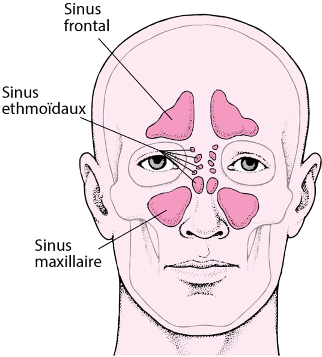 Nez et sinus - Nez et sinus - Manuels MSD pour le grand public