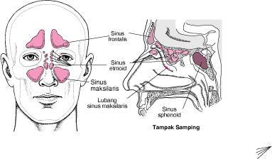 Hidung dan Sinus - Gangguan Telinga, Hidung, dan Tenggorokan - Manual ...