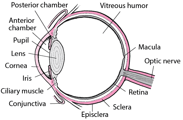 Interstitial Keratitis - Eye Disorders - MSD Manual Consumer Version
