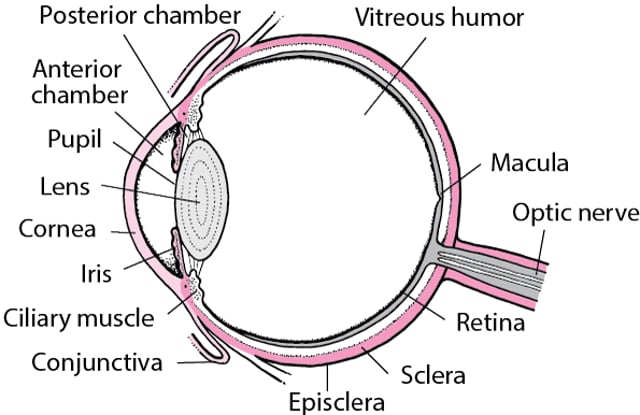 Skleritis - Augenkrankheiten - MSD Manual Ausgabe für Patienten