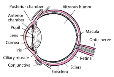 Escleritis - Trastornos oftálmicos - Manuale Merck versión para el ...