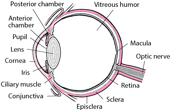 Zona ophtalmique - Troubles oculaires - Manuels MSD pour le grand public