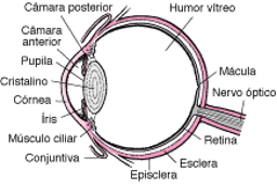 Hemorragia Subconjuntival - Distúrbios oftalmológicos - Manual MSD ...