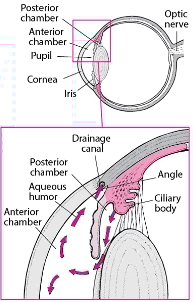 Image:Normal Aqueous Humor Drainage-Merck Manual Consumer Version