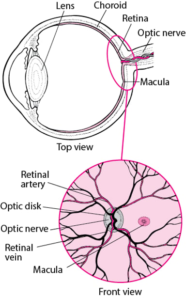 Image:Ein Blick in die Netzhaut-MSD Manual Ausgabe für Patienten