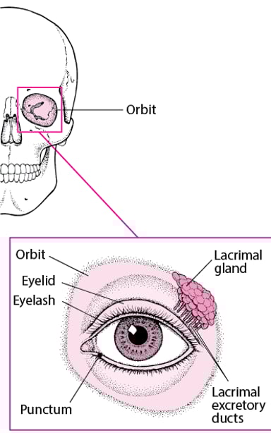 Introduction to Eye Socket Disorders - Eye Disorders - Merck Manual ...