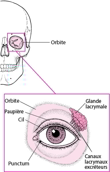 Kératoconjonctivite sèche - Troubles oculaires - Manuels MSD pour le ...