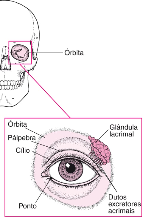 Regiões protetoras dos olhos - Distúrbios oftalmológicos - Manual MSD ...