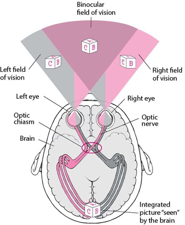 Structure and Function of the Eyes - Eye Disorders - MSD Manual ...