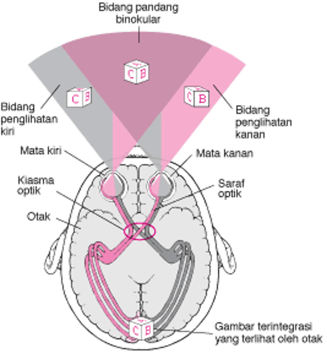 Image:Melacak Jalur Visual-Manual MSD Versi Konsumen