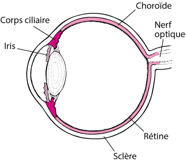 Uvéite - Troubles oculaires - Manuels Merck pour le grand public