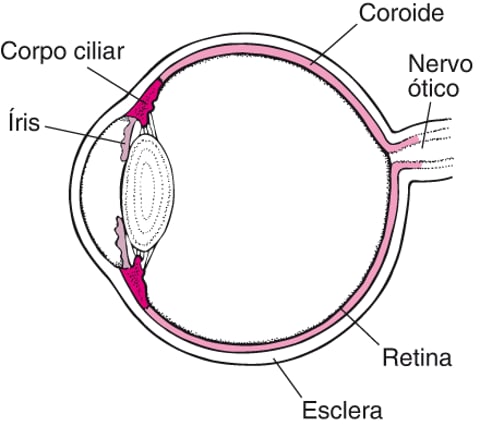 Uveíte - Distúrbios oftalmológicos - Manual MSD Versão Saúde para a Família