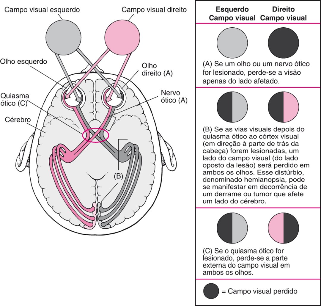 Perda súbita da visão - Perda súbita da visão - Manual MSD Versão Saúde ...