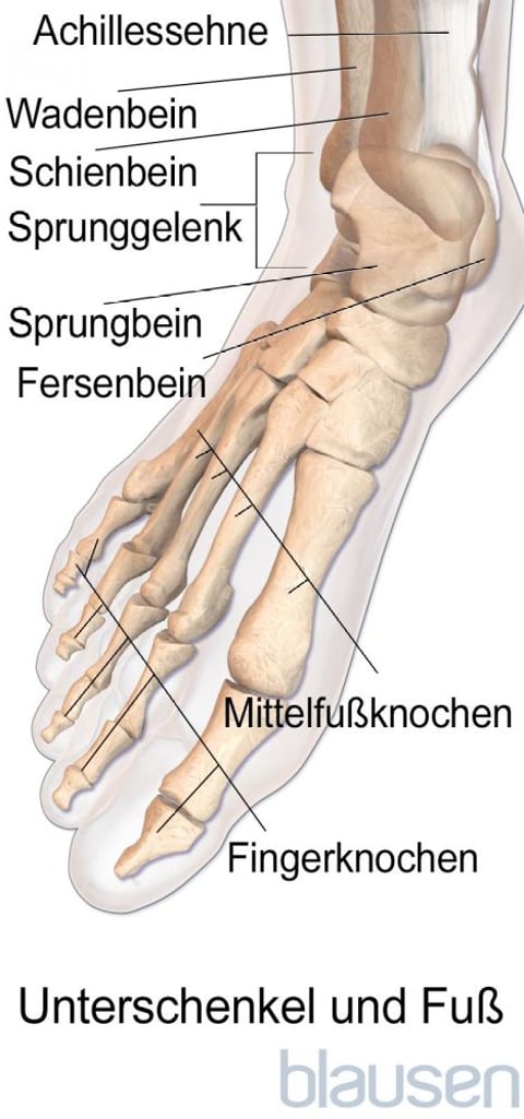 Hammerzehe - Knochen-, Gelenk- und Muskelerkrankungen - MSD Manual ...