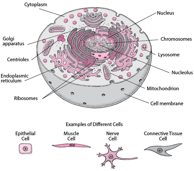 Cells - Fundamentals - Merck Manual Consumer Version