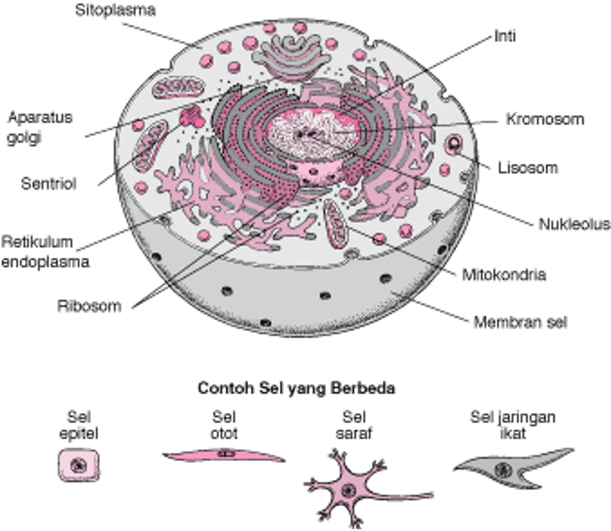 Sel - Dasar-dasar - Manual MSD Versi Konsumen