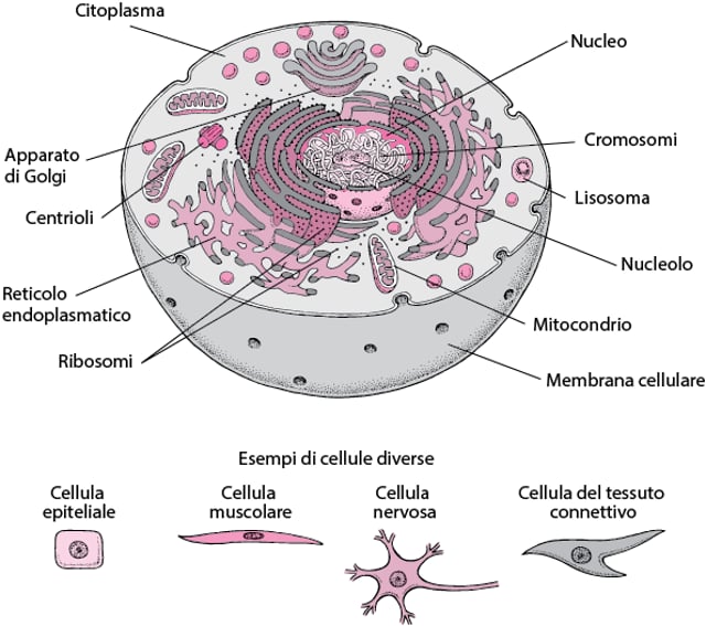 Image:Interno di una cellula-Manuale MSD, versione per i pazienti