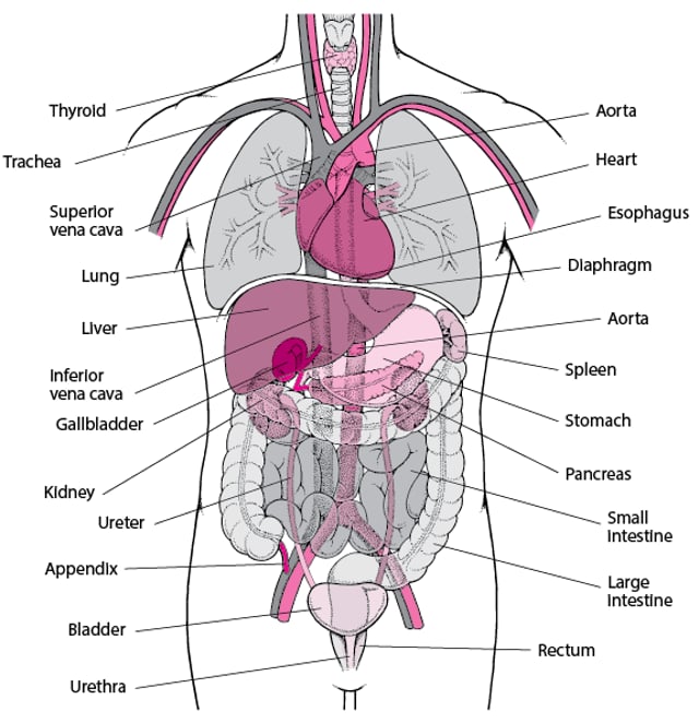 Tissues and Organs - Fundamentals - MSD Manual Consumer Version