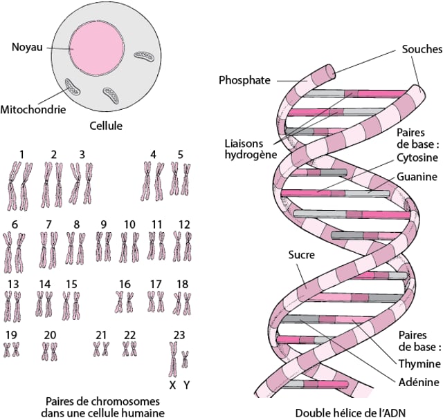 Les faits en bref:Gènes et chromosomes - Manuels MSD pour le grand public