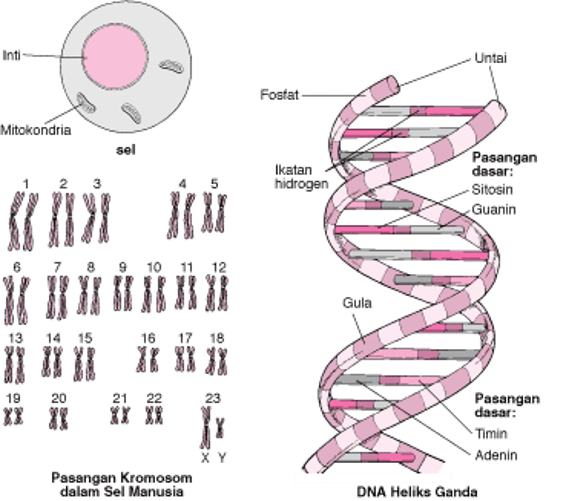 Image:Struktur DNA-Manual MSD Versi Konsumen