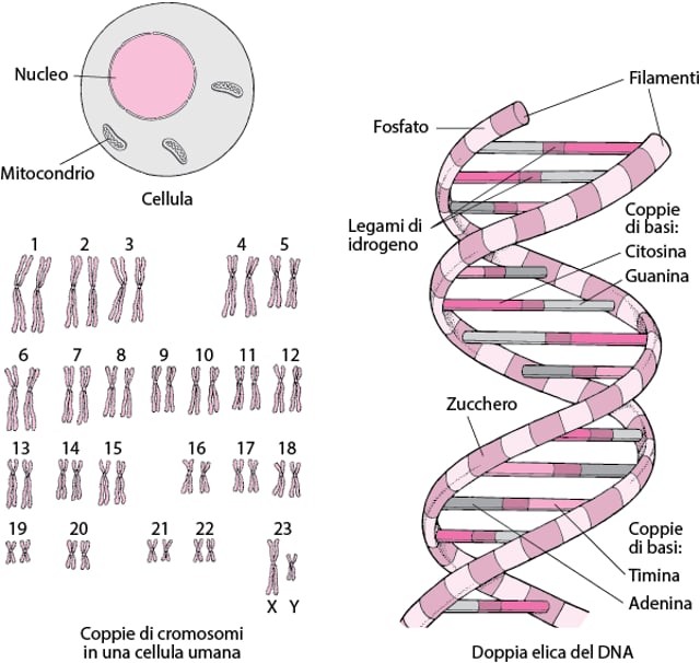 Image:Struttura del DNA-Manuale MSD, versione per i pazienti