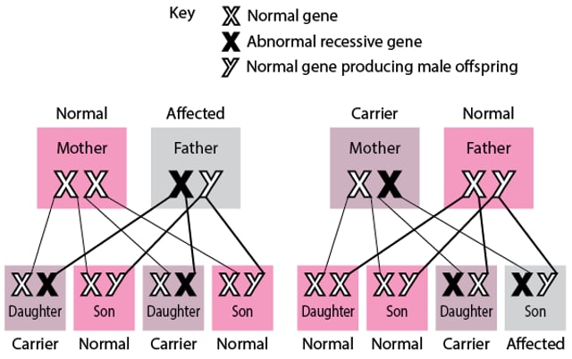 Image:X-Linked Recessive Disorders-Merck Manual Consumer Version