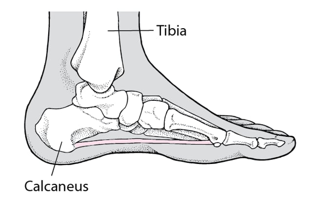 Image:Locating the Heel Bone-Merck Manual Consumer Version