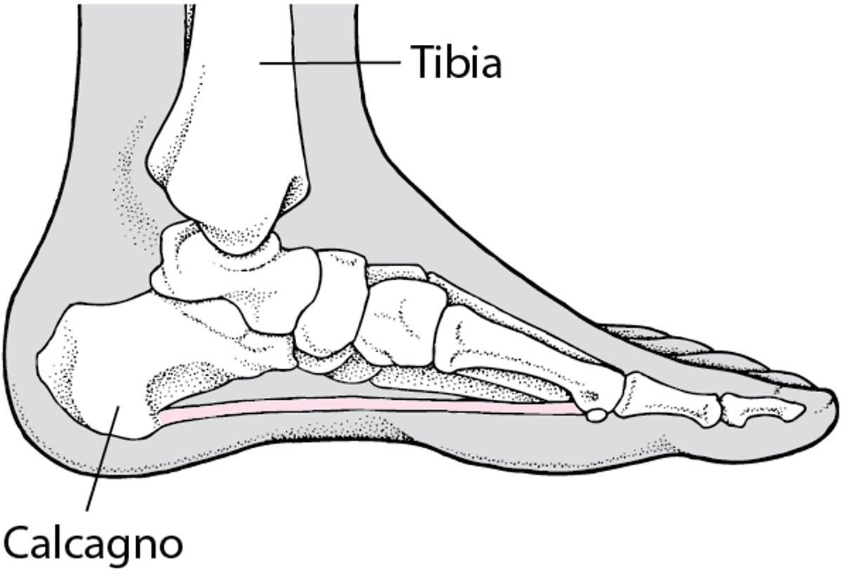 Image:Localizzazione dell’osso del tallone-Manuale MSD, versione per i ...