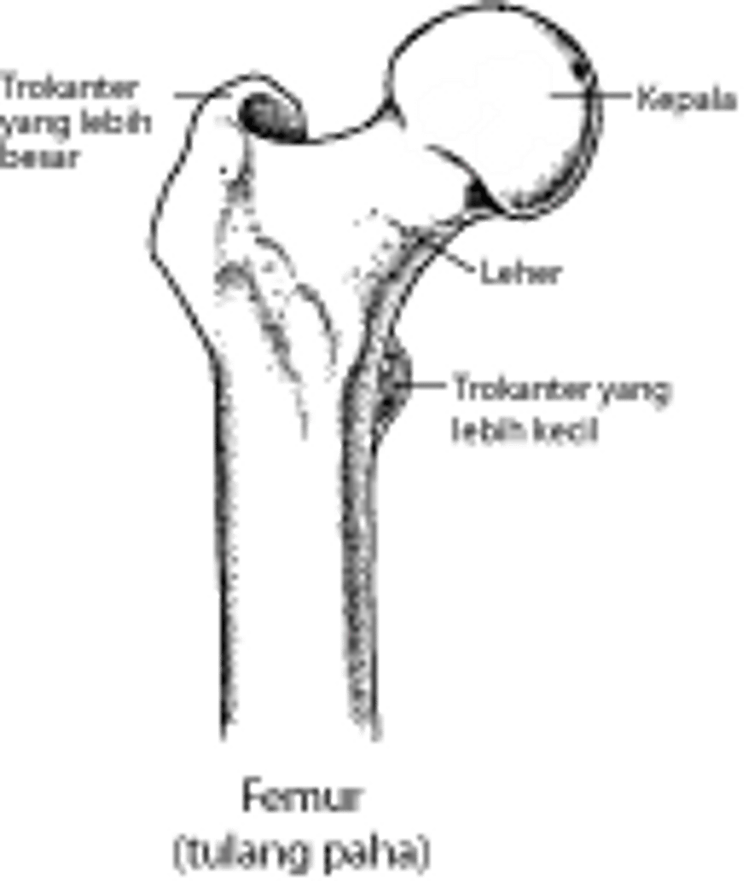 Image:Femur: Bagian dari Sendi Pinggul-Manual MSD Versi Konsumen