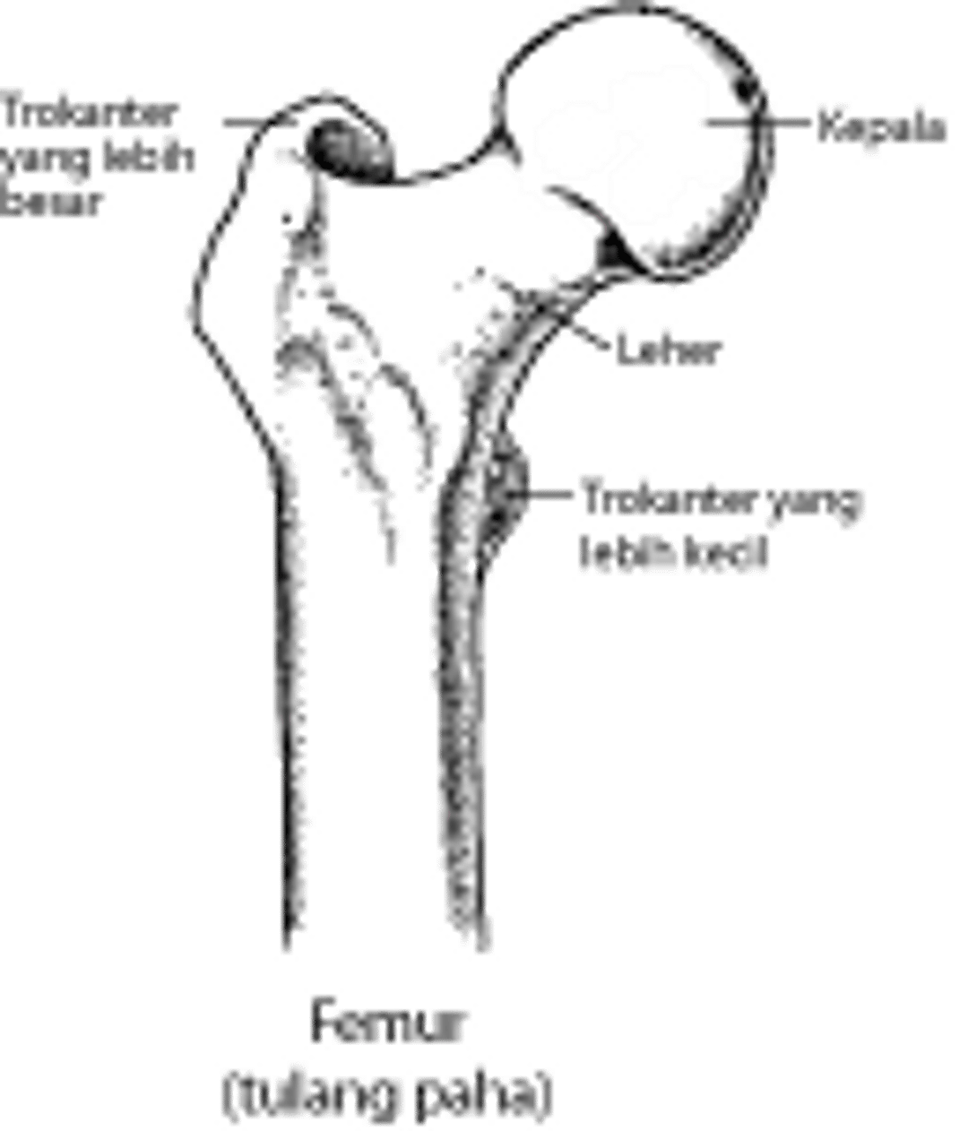 Fakta Singkat:Pinggul Patah - Manual MSD Versi Konsumen