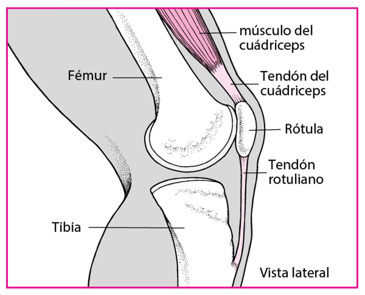 Lesiones del aparato extensor de la rodilla - Traumatismos y ...