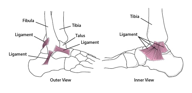 Quick Facts:Ankle Sprains - MSD Manual Consumer Version