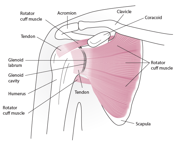 Shoulder Injuries - Injuries and Poisoning - MSD Manual Consumer Version