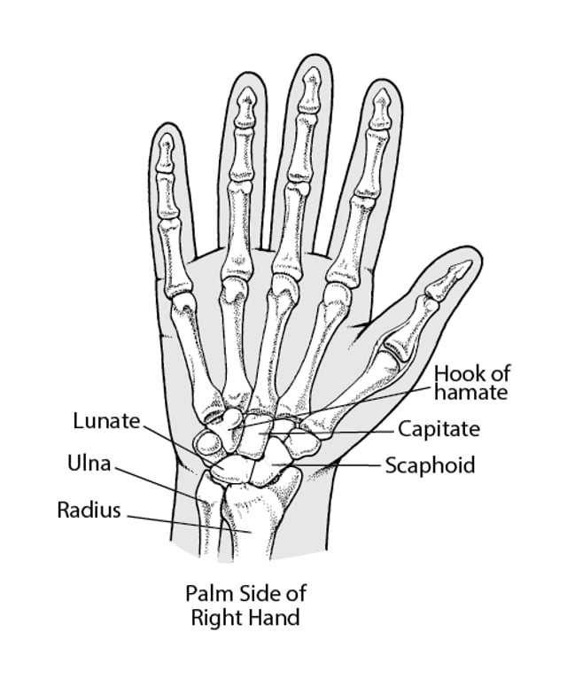 Image:Bones in the Wrist-Merck Manual Consumer Version