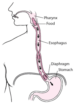 Image:The Esophagus-MSD Manual Consumer Version