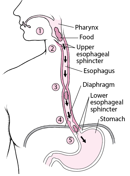 Overview of the Esophagus - Digestive Disorders - MSD Manual Consumer ...