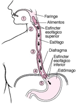 Considerações gerais sobre o esôfago - Distúrbios digestivos - Manual ...