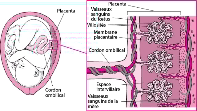 Sécurité d’emploi des médicaments pendant la grossesse - Problèmes de ...