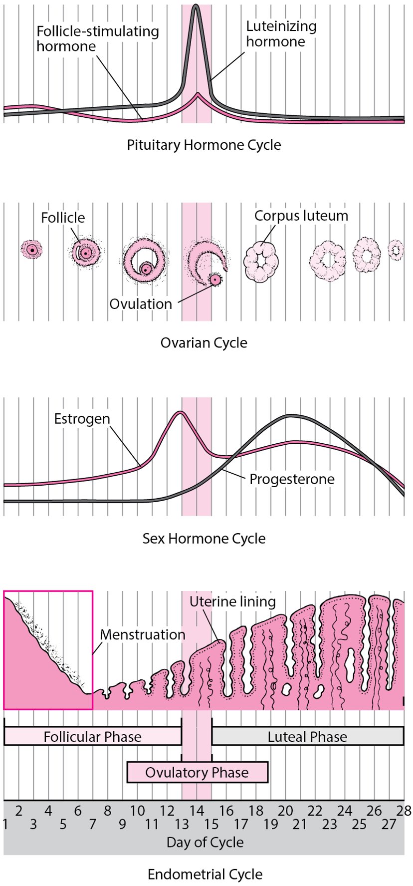 Menstrual Cycle - Women's Health Issues - Merck Manual Consumer Version