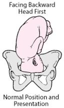 Image:Posición y presentación normal del feto-Manual MSD versión para ...