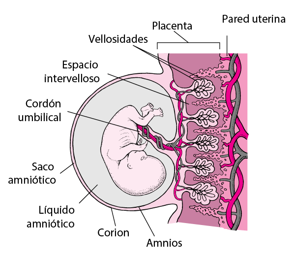 Image:Placenta y embrión a las ocho semanas aproximadamente-Manual MSD ...
