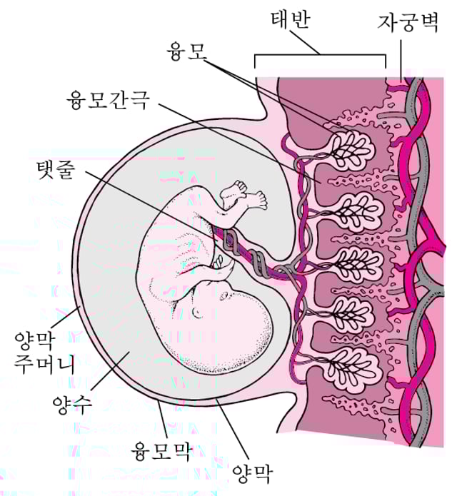 태아 발달 단계 태아 발달 단계 Msd 매뉴얼 일반인용