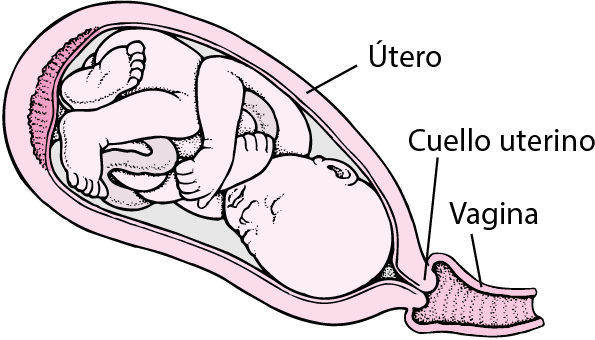 Insuficiencia cervical - Salud femenina - Manual MSD versión para ...