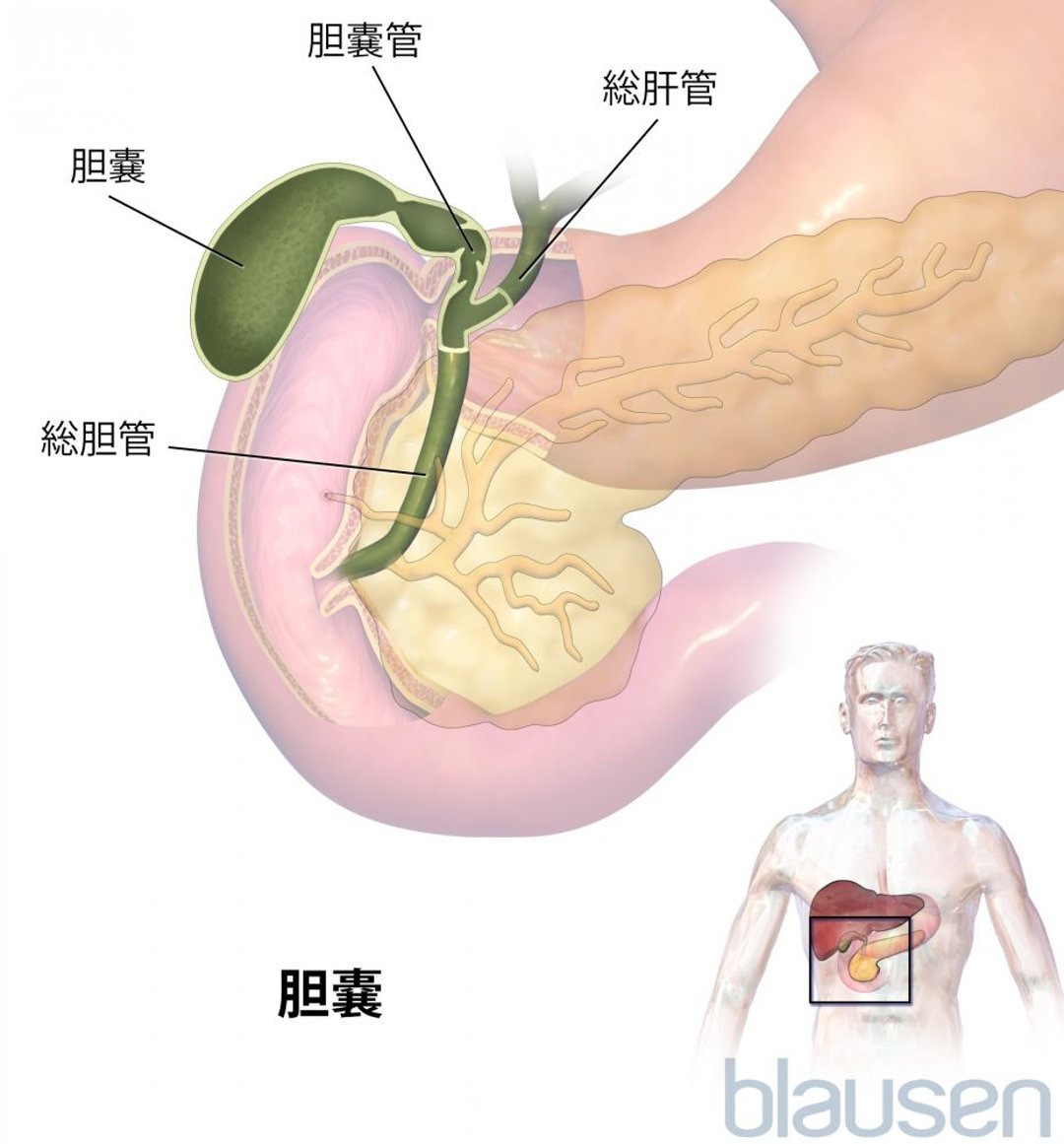 胆嚢と胆管の病気の概要 胆嚢と胆管の病気の概要 Msdマニュアル家庭版