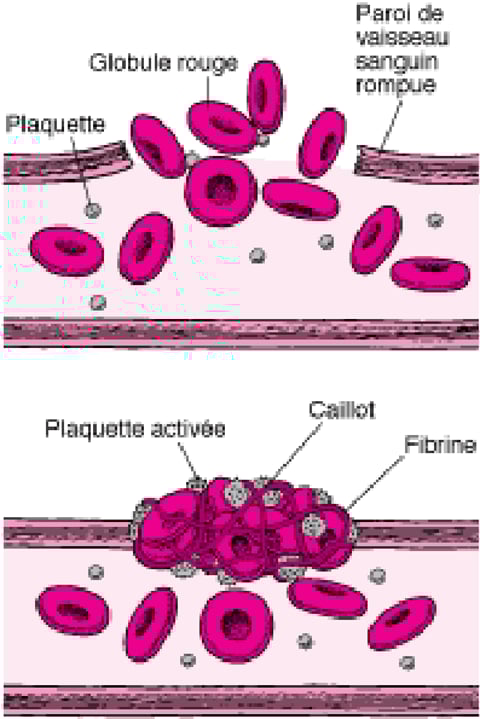 Comment le sang coagule-t-il ? - Troubles du sang - Manuels MSD pour le ...
