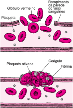 Fatos rápidos:Como ocorre a coagulação do sangue - Manual MSD Versão ...