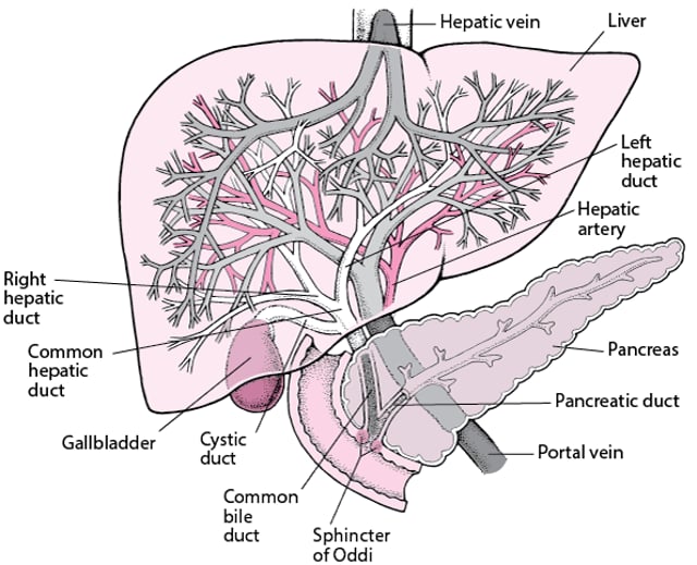 Image:View of the Liver-MSD Manual Consumer Version